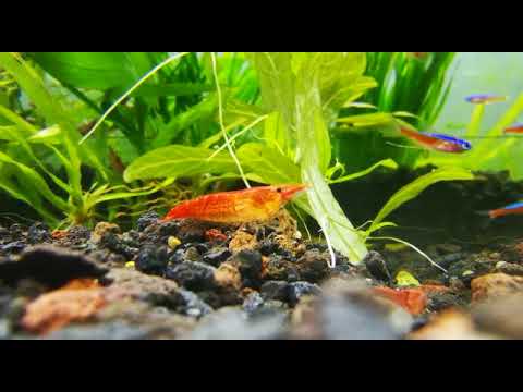 5PC7yT5Vmsc – Sakana